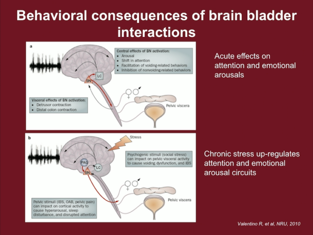 Larissa V. Rodriguez, MD | Stressing About the Bladder