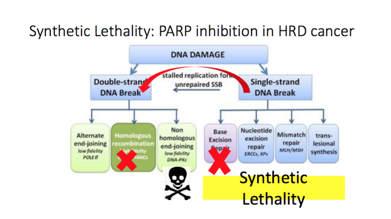 PARP in Combination with Standard-of-Care Treatment